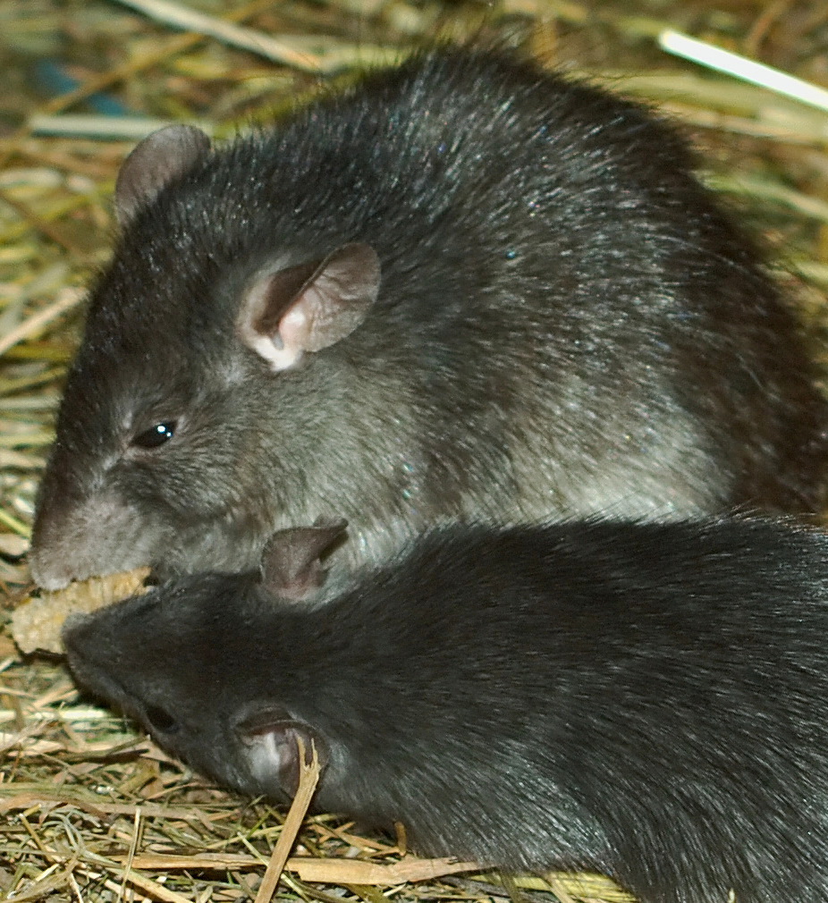 JASA PEMBASMI TIKUS - ASIA PEST PROTECTION
